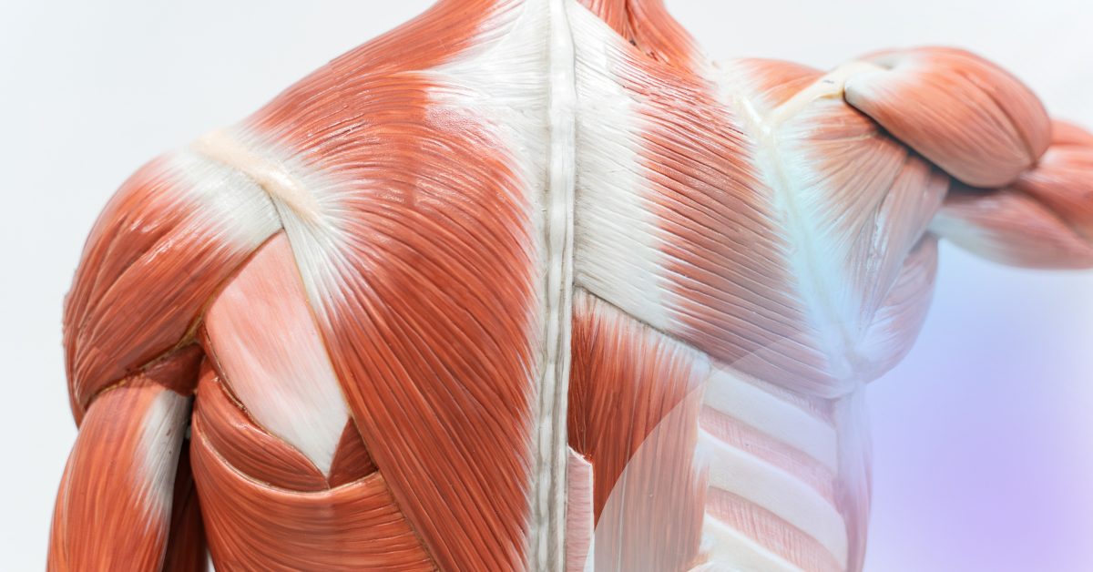 The Back Muscles: Anatomy and How to Train Them - Tru Training